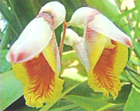 Flora to visit in Cuba.