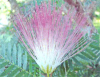 Flora to visit in Cuba.