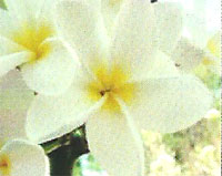 Flora to visit in Cuba.