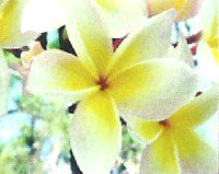 Flora to visit in Cuba.