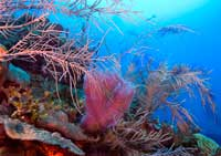 Scuba Diving to visit in Cuba.