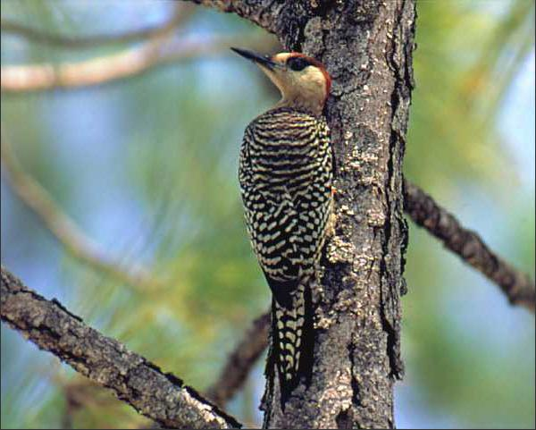 Baga Park Birdwatching Trail, Cayo Coco. Cuba