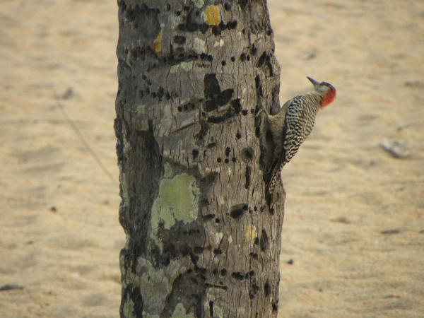 El Baga Natural Park, Cayo Coco. Cuba