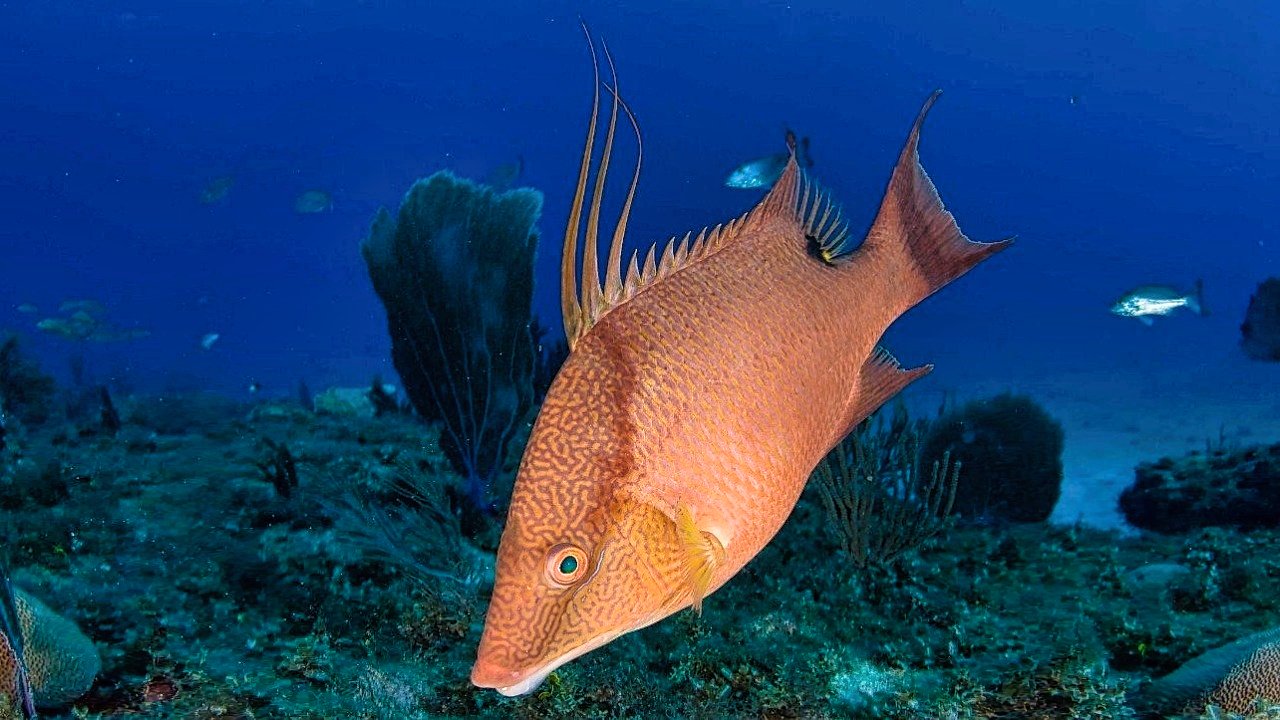 Scuba Diving to visit in Cuba.